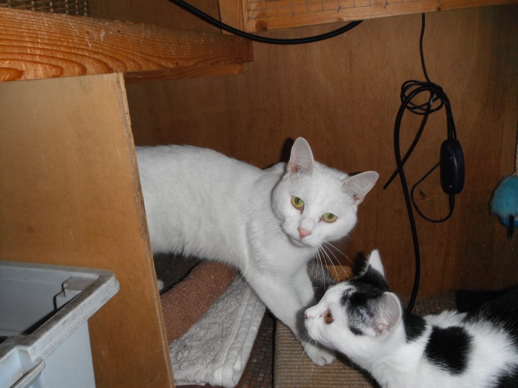 Animals in our care – Animal Action