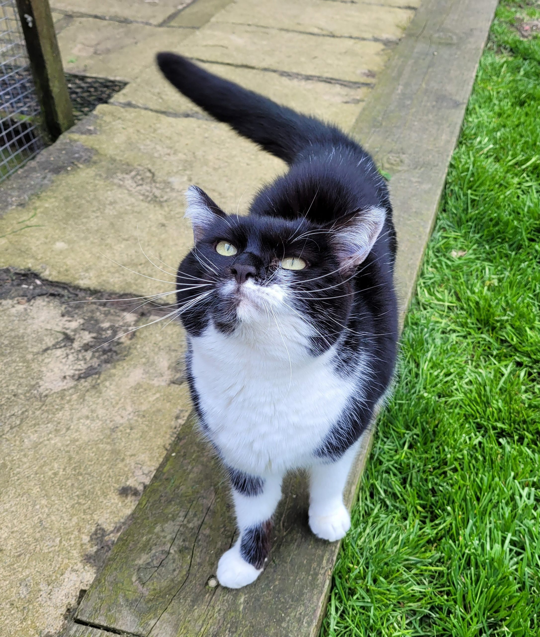 Animals in our care – Animal Action